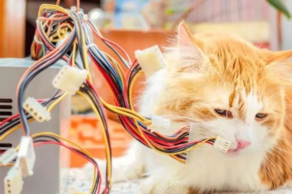 Why do cats like to bite wires? - Parlmu Co.